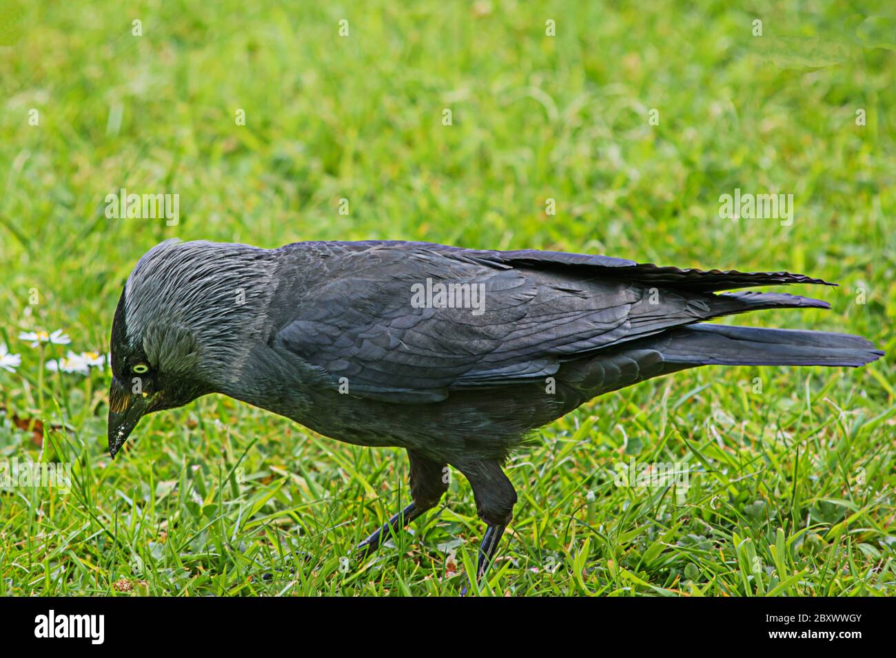 Raven looking down hi-res stock photography and images - Alamy