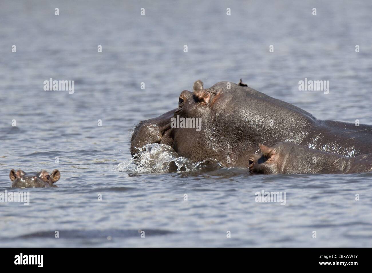 Hippopotamus amphibius blood hi-res stock photography and images - Alamy
