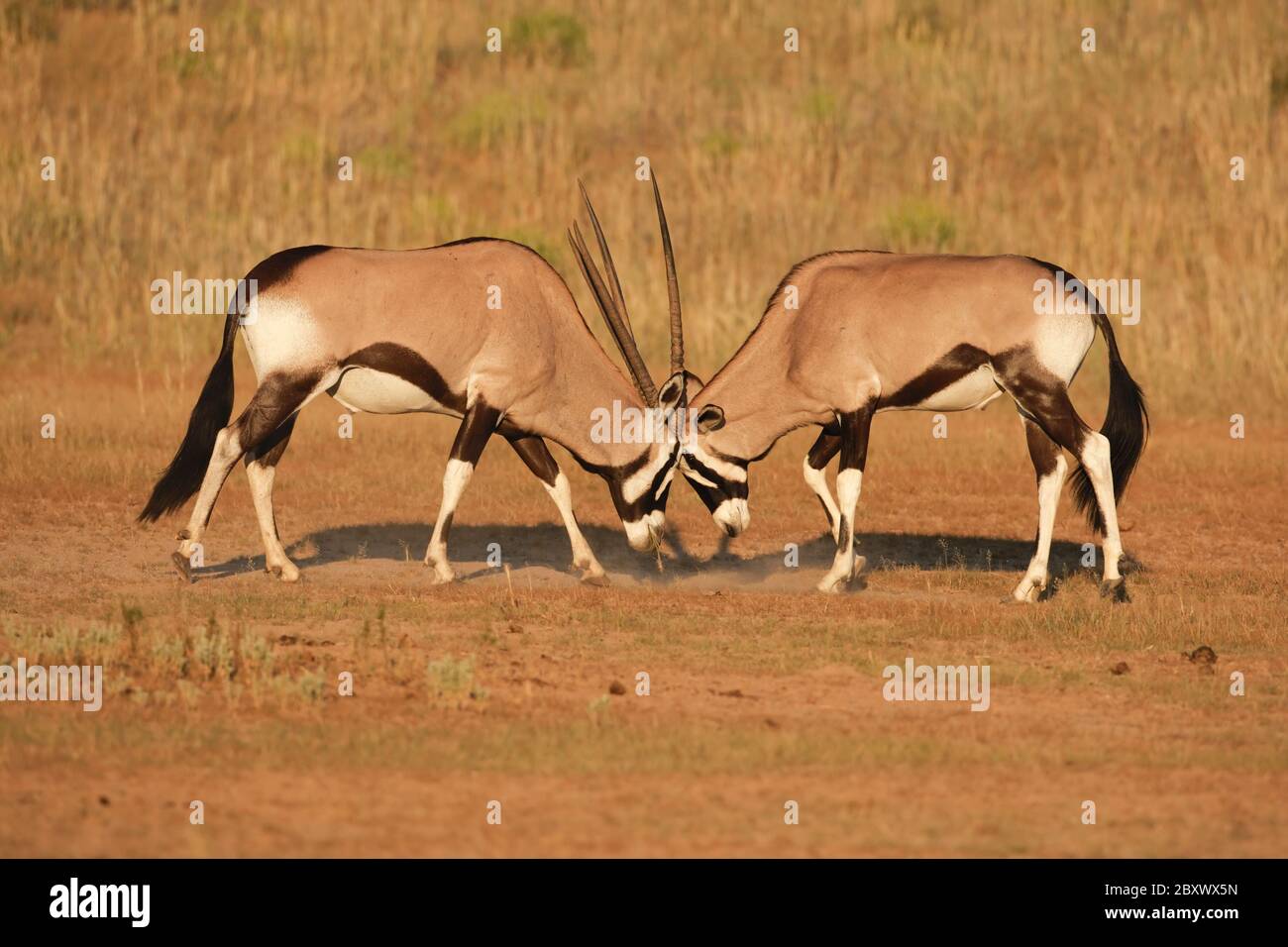Gemsbok, Kalahari, South Africa Stock Photo - Alamy
