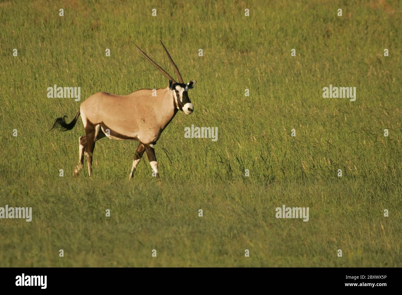 Gemsbok - running - Kalahari-South Africa Stock Photo - Alamy