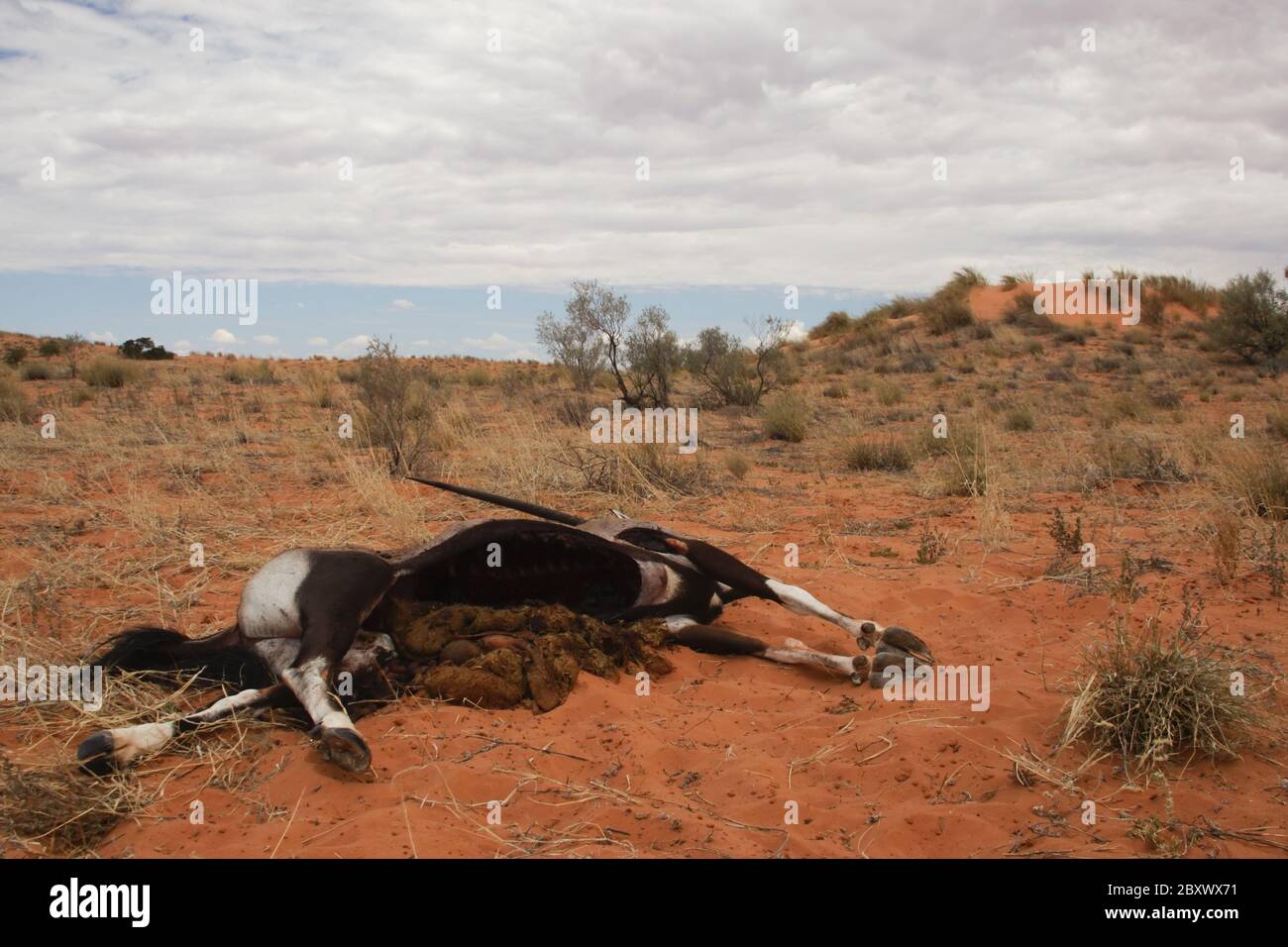 Gemsbok - dead - Kalahari-South Africa Stock Photo - Alamy