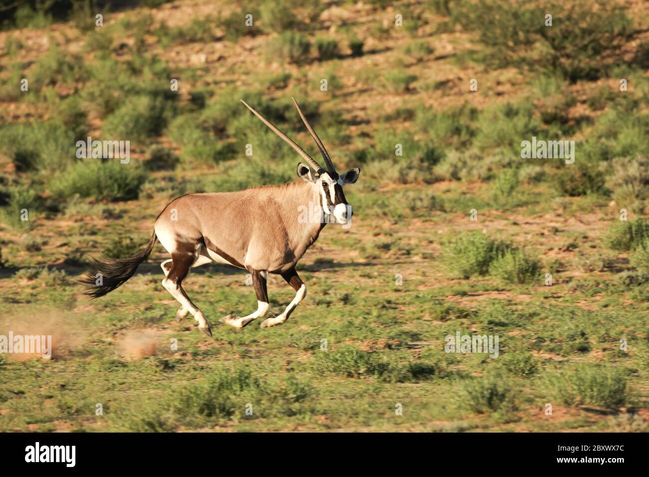 Gemsbok - running - Kalahari-South Africa Stock Photo - Alamy