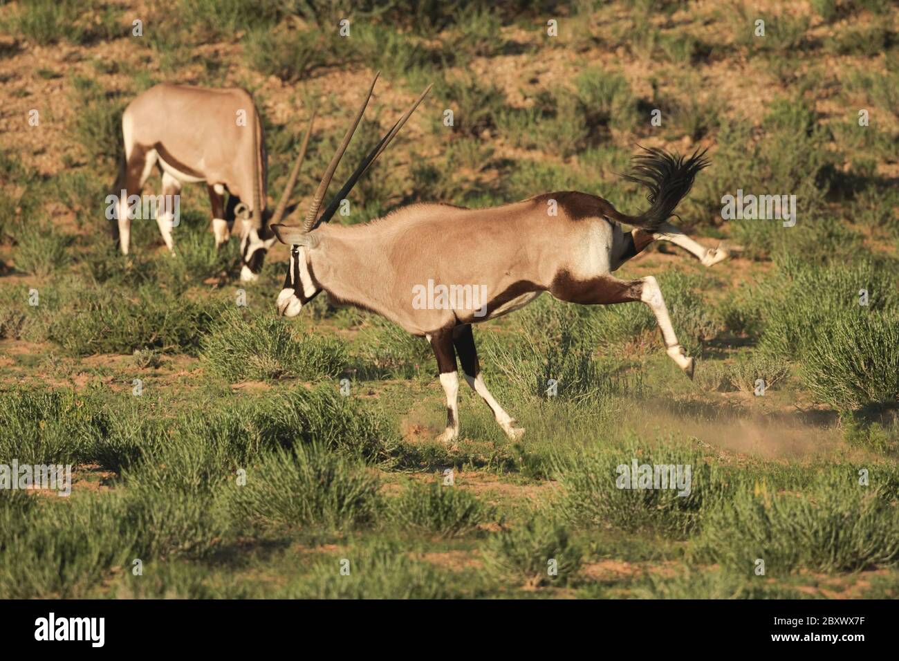 Gemsbok - running - Kalahari-South Africa Stock Photo - Alamy