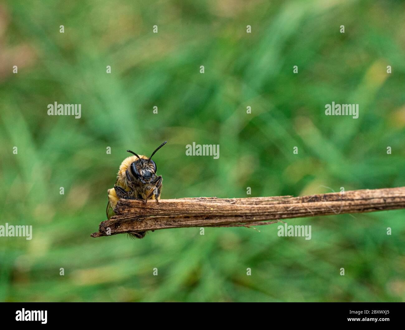Large Yellow Orange and Black Striped Honey Bee Close up Marco Portrait ...