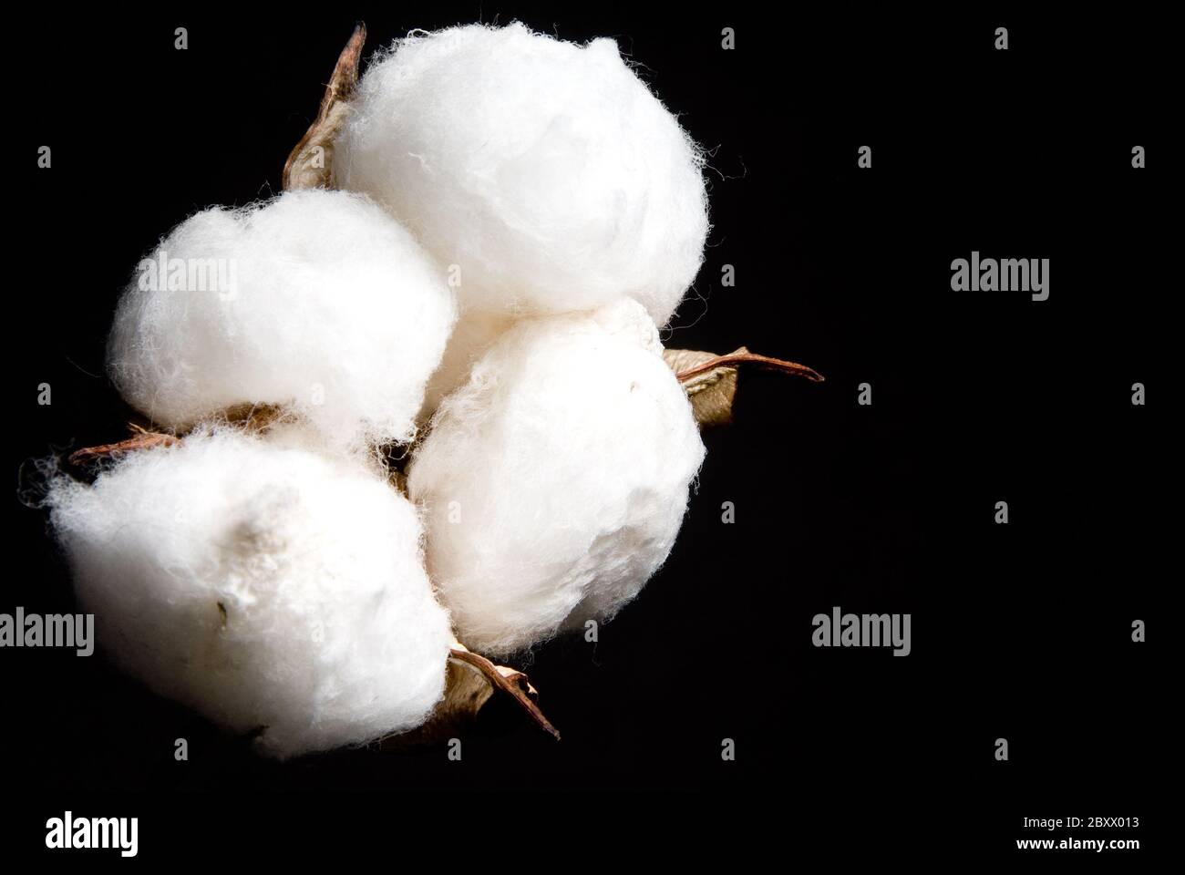 Cotton burs hi-res stock photography and images - Alamy