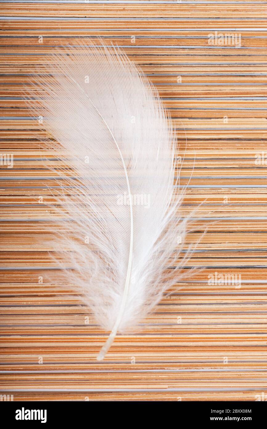 Tickling feather hi-res stock photography and images - Alamy