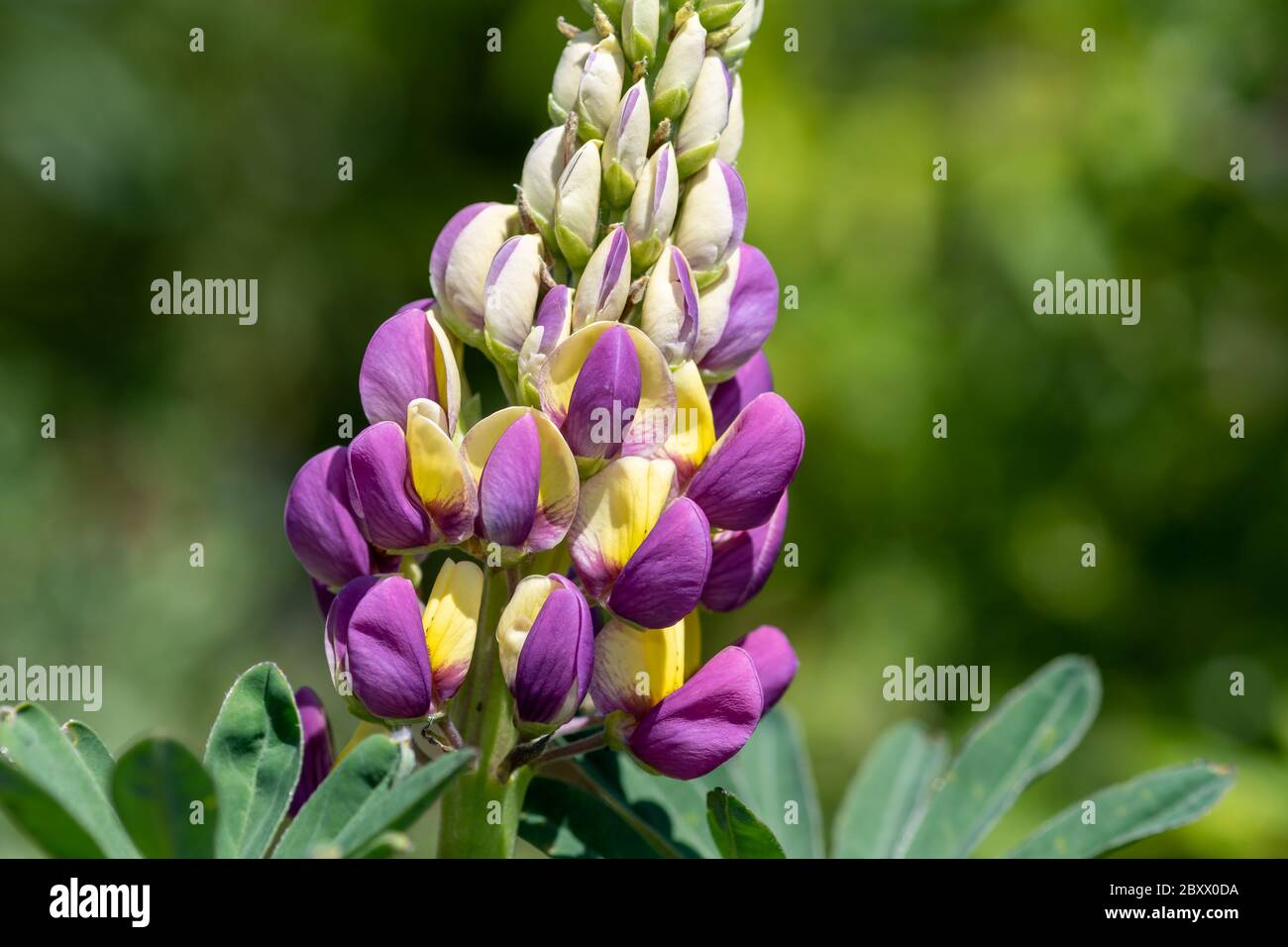 Yellow lupin flower close up hi-res stock photography and images - Alamy