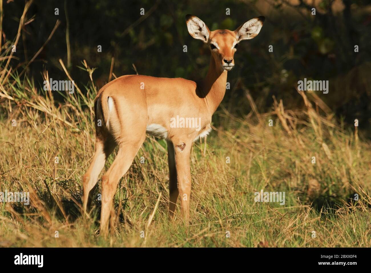 Impala Antelope, South Africa Stock Photo - Alamy
