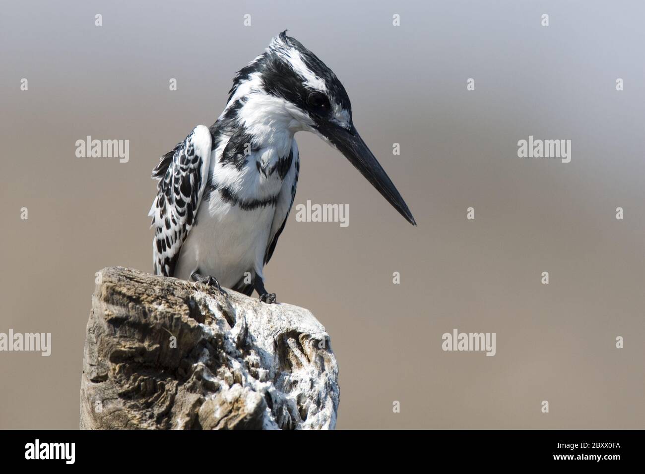 African kingfishers hi-res stock photography and images - Alamy