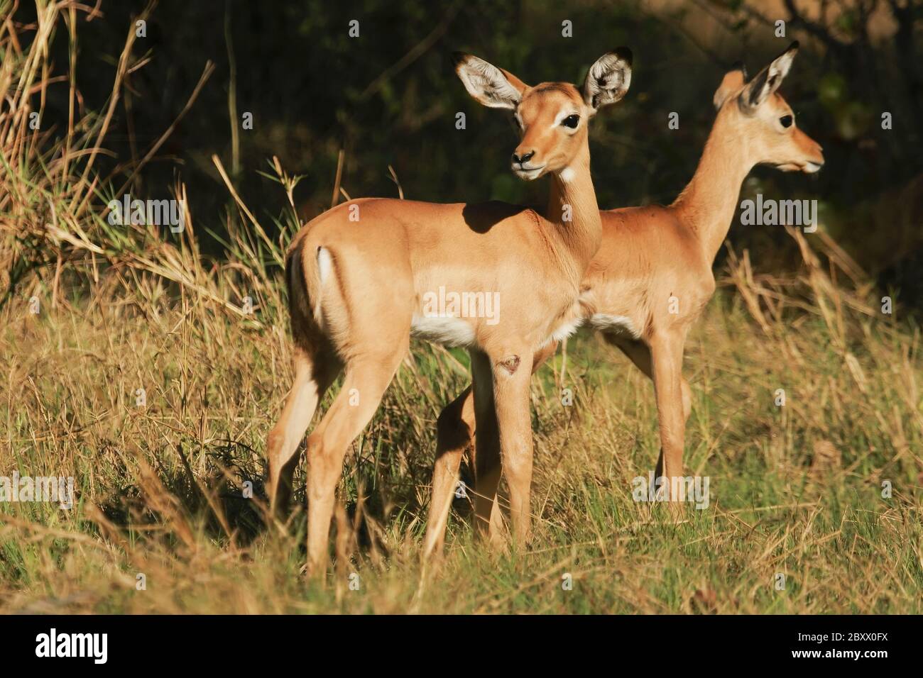 Impala Antelope, South Africa Stock Photo - Alamy
