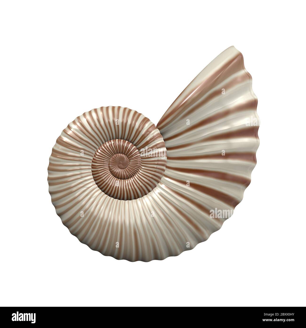 Shell beach texture Cut Out Stock Images & Pictures - Alamy