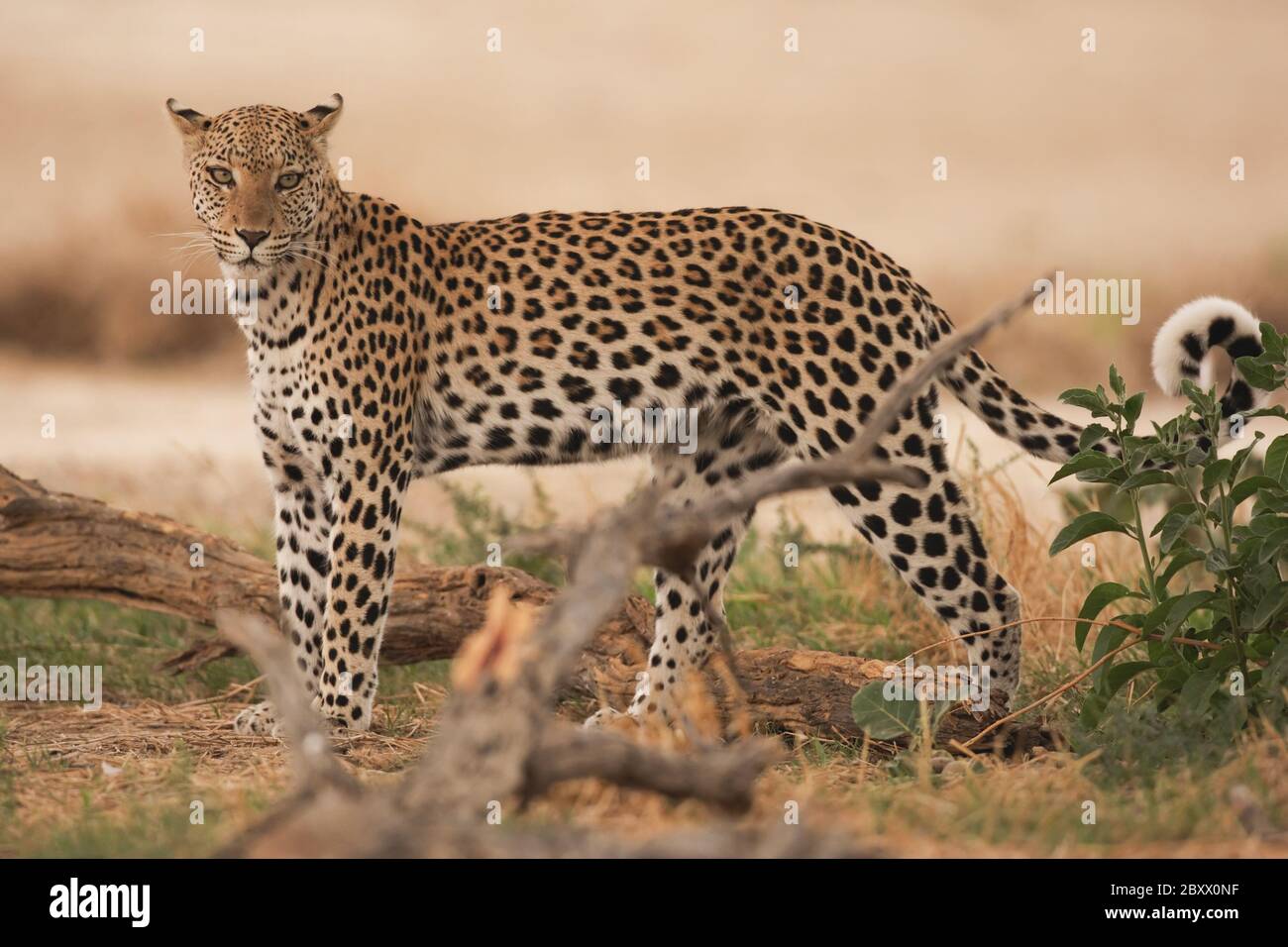 Leopard, Kalahari, South Africa Stock Photo - Alamy