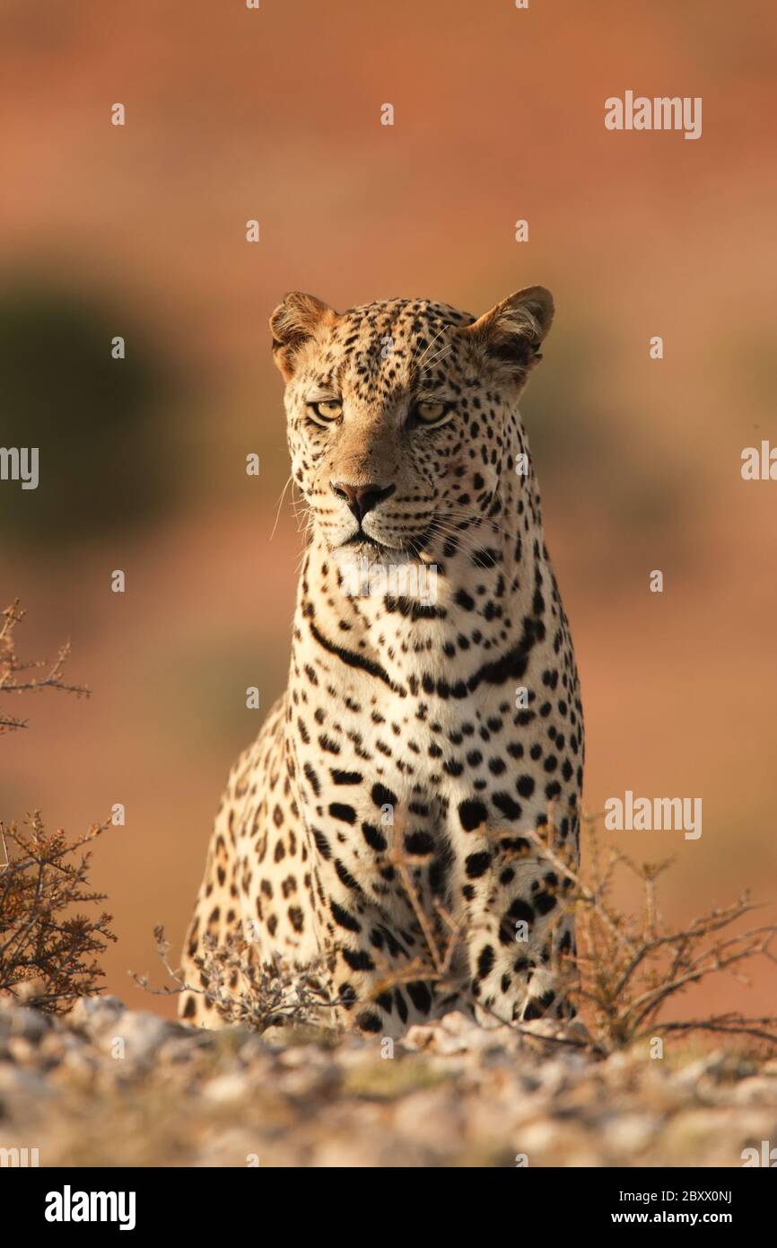Leopard, Kalahari, South Africa Stock Photo - Alamy
