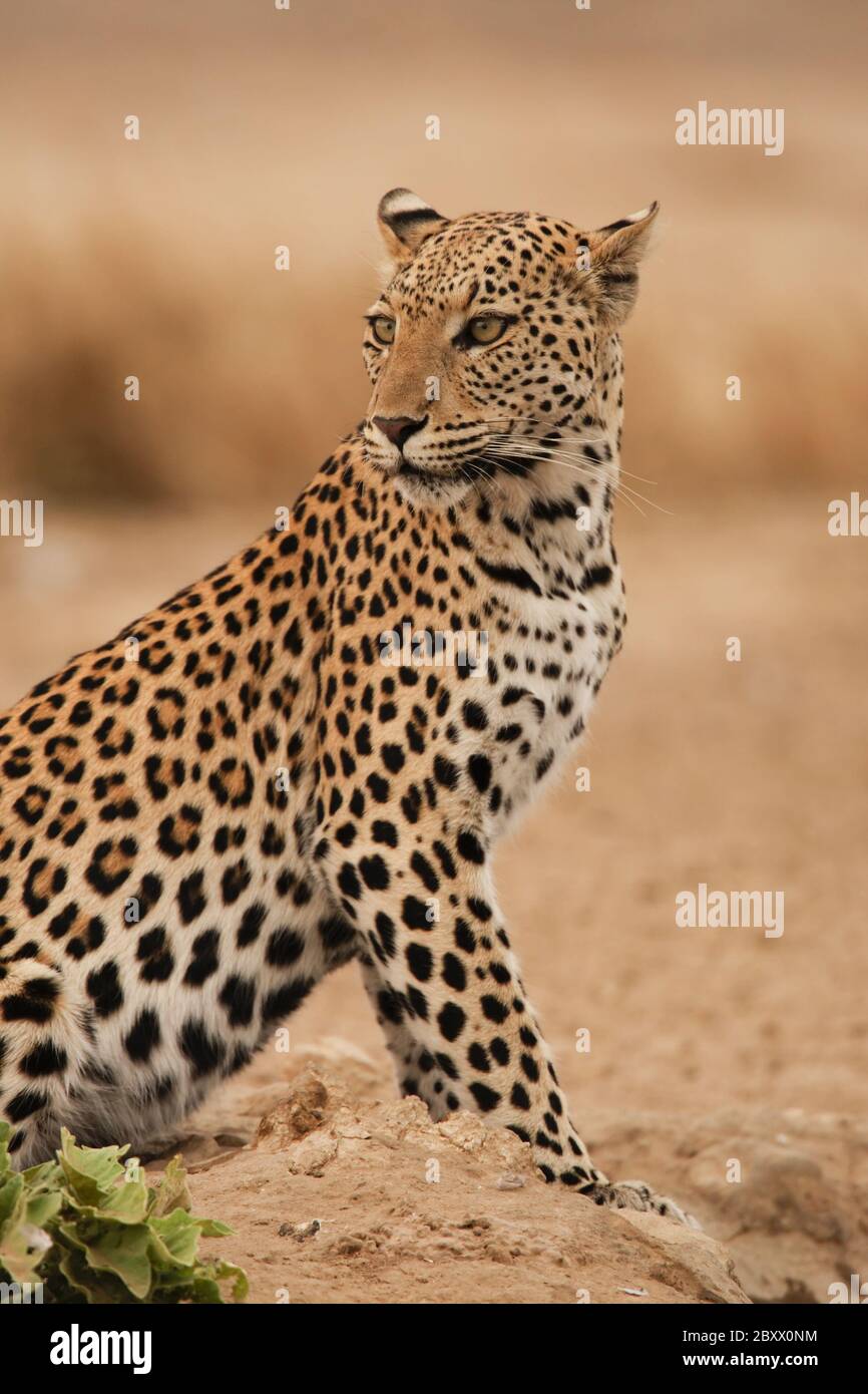 Leopard, Kalahari, South Africa Stock Photo - Alamy