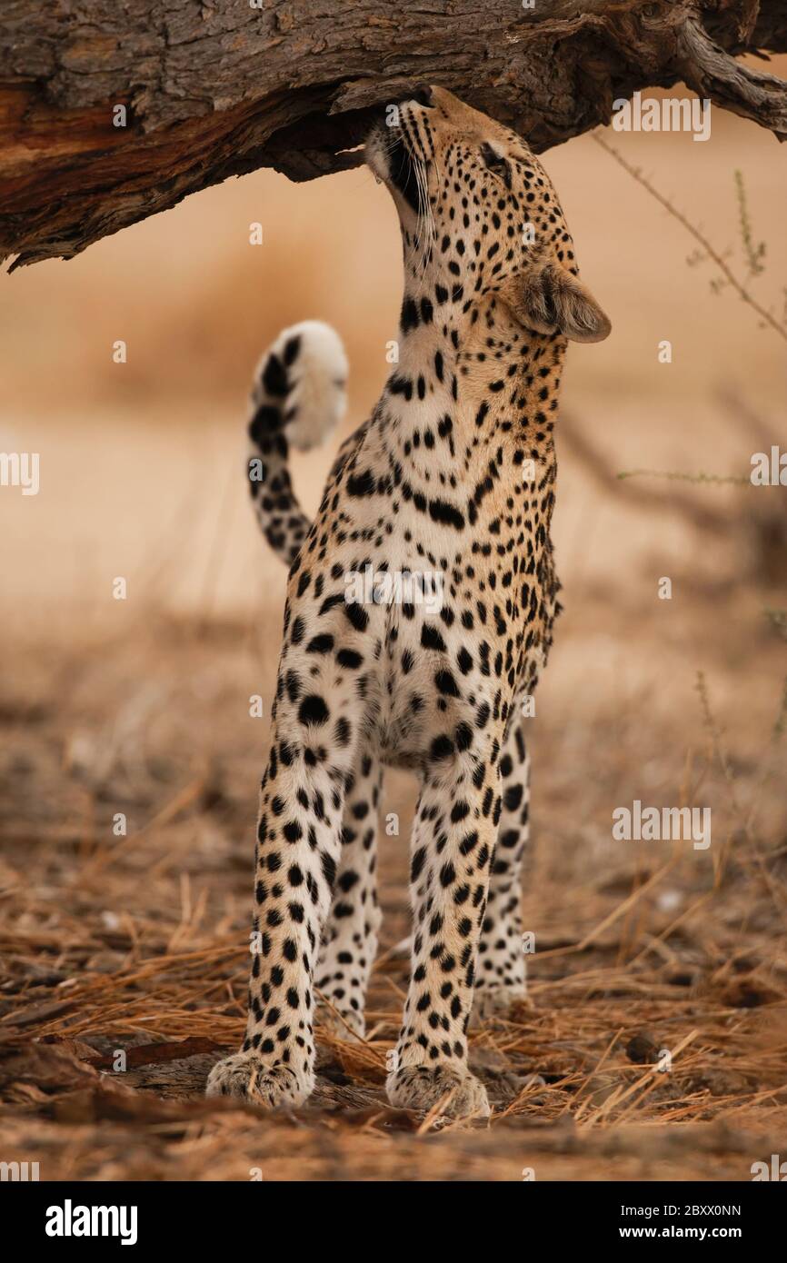 Leopard, Kalahari, South Africa Stock Photo - Alamy