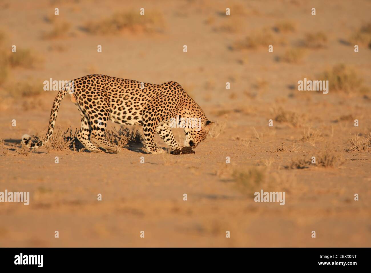 Leopard, Kalahari, South Africa Stock Photo - Alamy