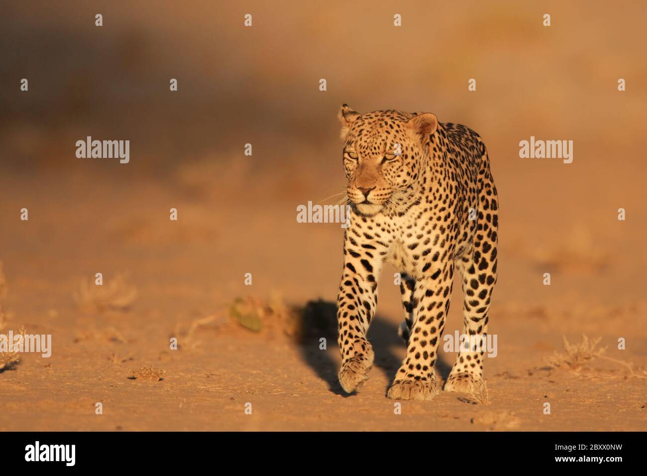 Leopard, Kalahari, South Africa Stock Photo - Alamy