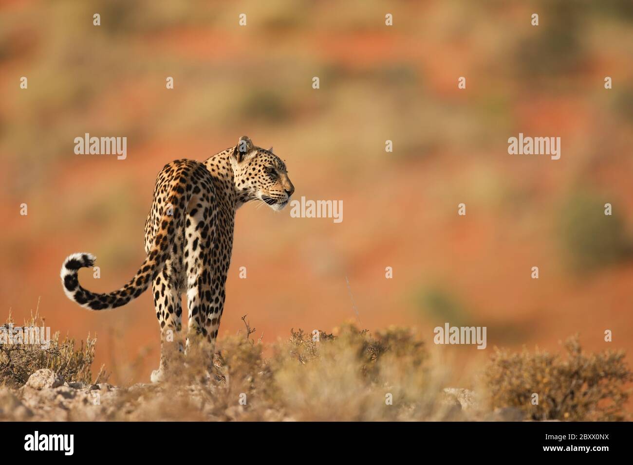 Leopard, Kalahari, South Africa Stock Photo - Alamy