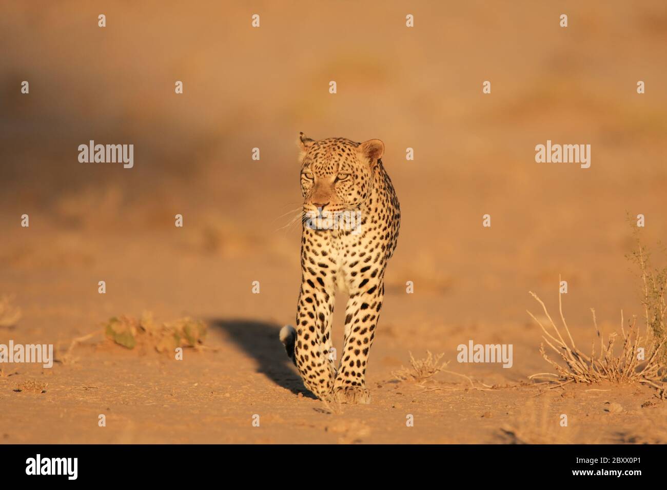Kalahari south africa hi-res stock photography and images - Alamy