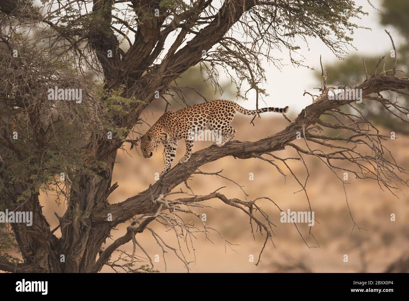 Leopard, Kalahari, South Africa Stock Photo - Alamy