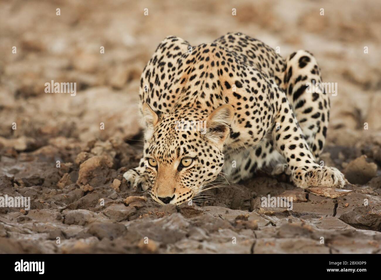 Leopard, Kalahari, South Africa Stock Photo - Alamy