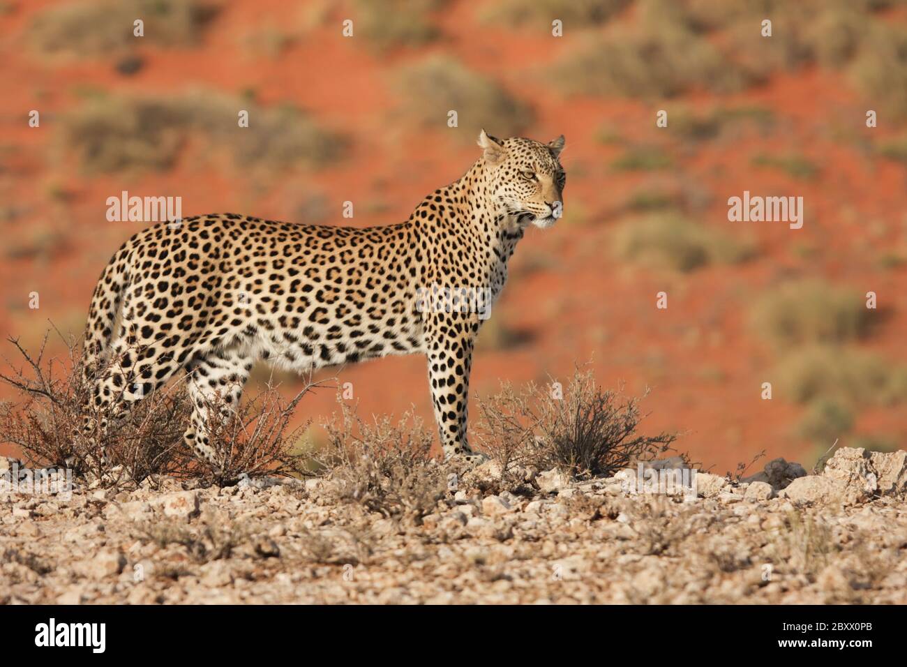 Single female leopard panthera hi-res stock photography and images - Alamy