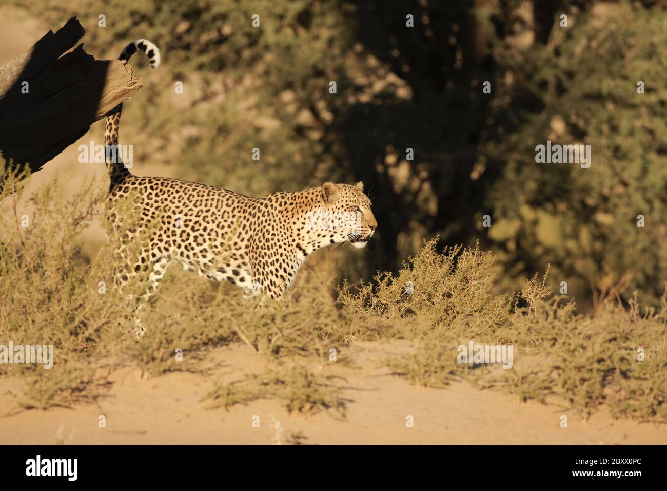 Leopard, Kalahari, South Africa Stock Photo - Alamy