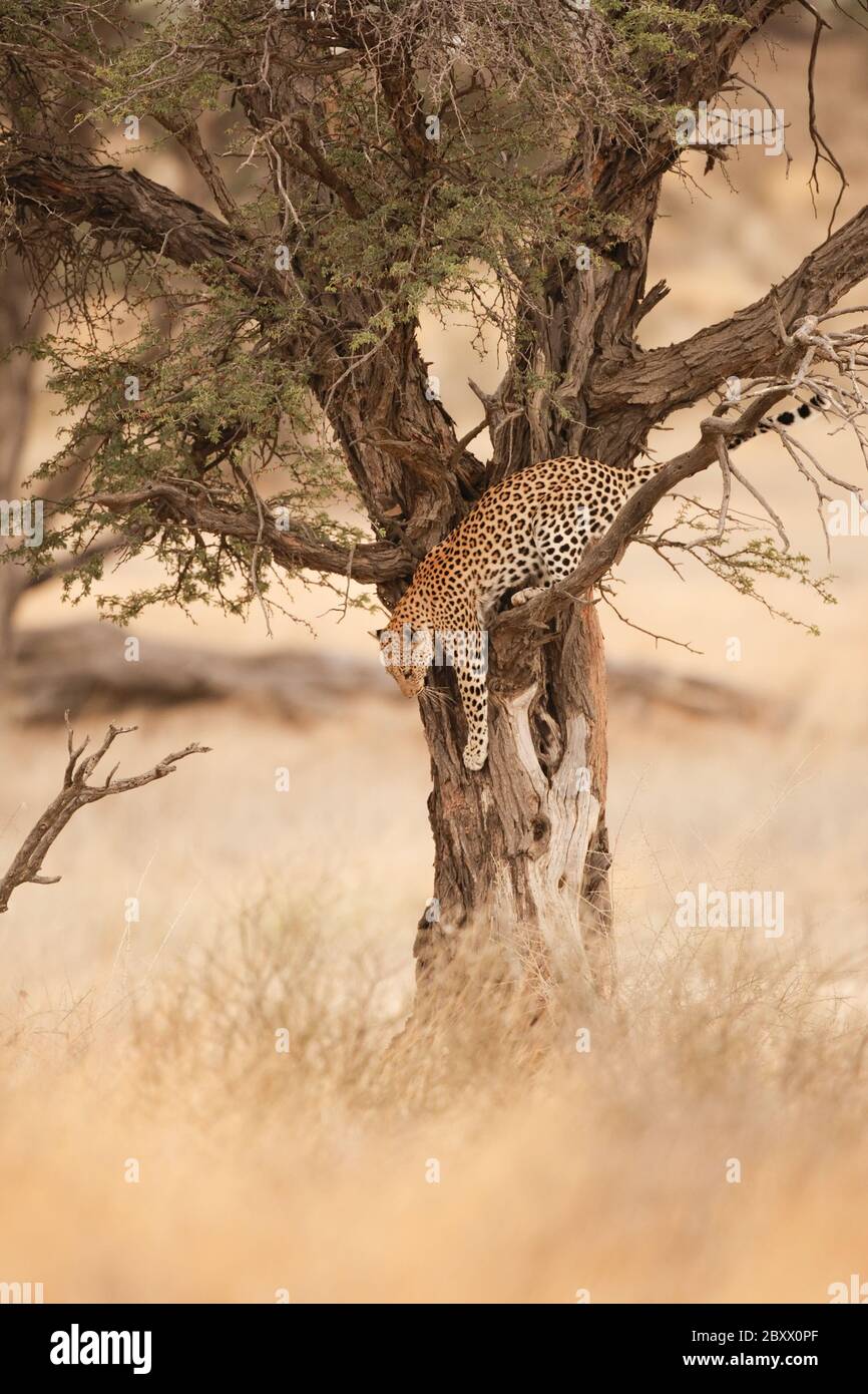 Leopard, Kalahari, South Africa Stock Photo - Alamy