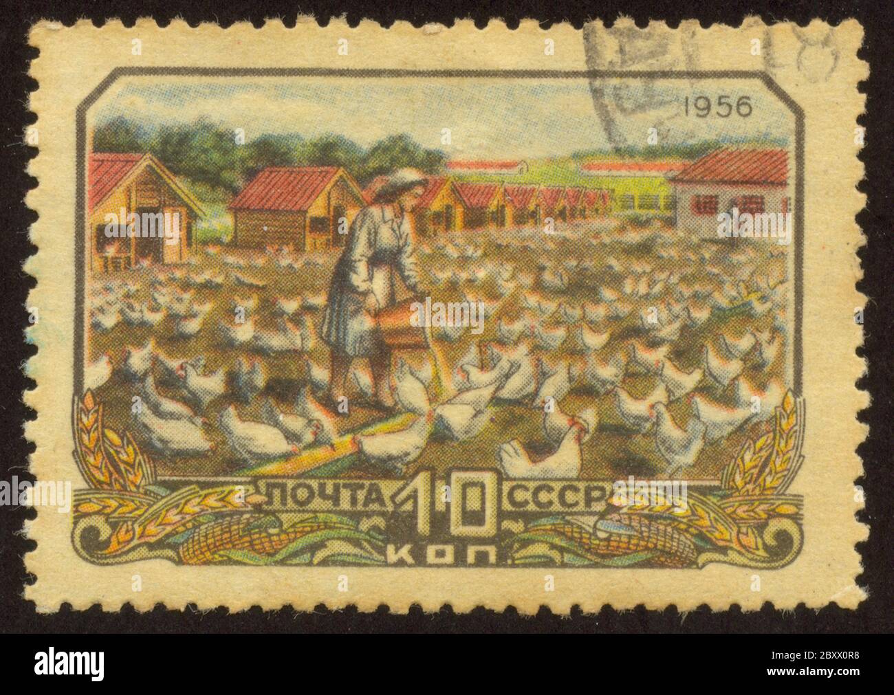 The scanned stamp. The Soviet stamp. Cultivation of chickens on a farm ...