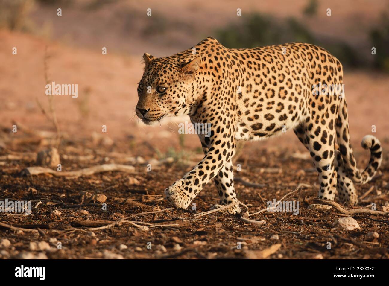Leopard, Kalahari, South Africa Stock Photo - Alamy