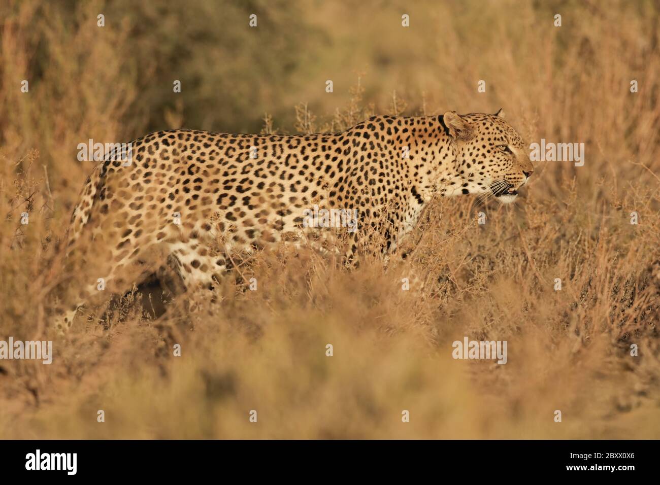 Leopard, Kalahari, South Africa Stock Photo - Alamy