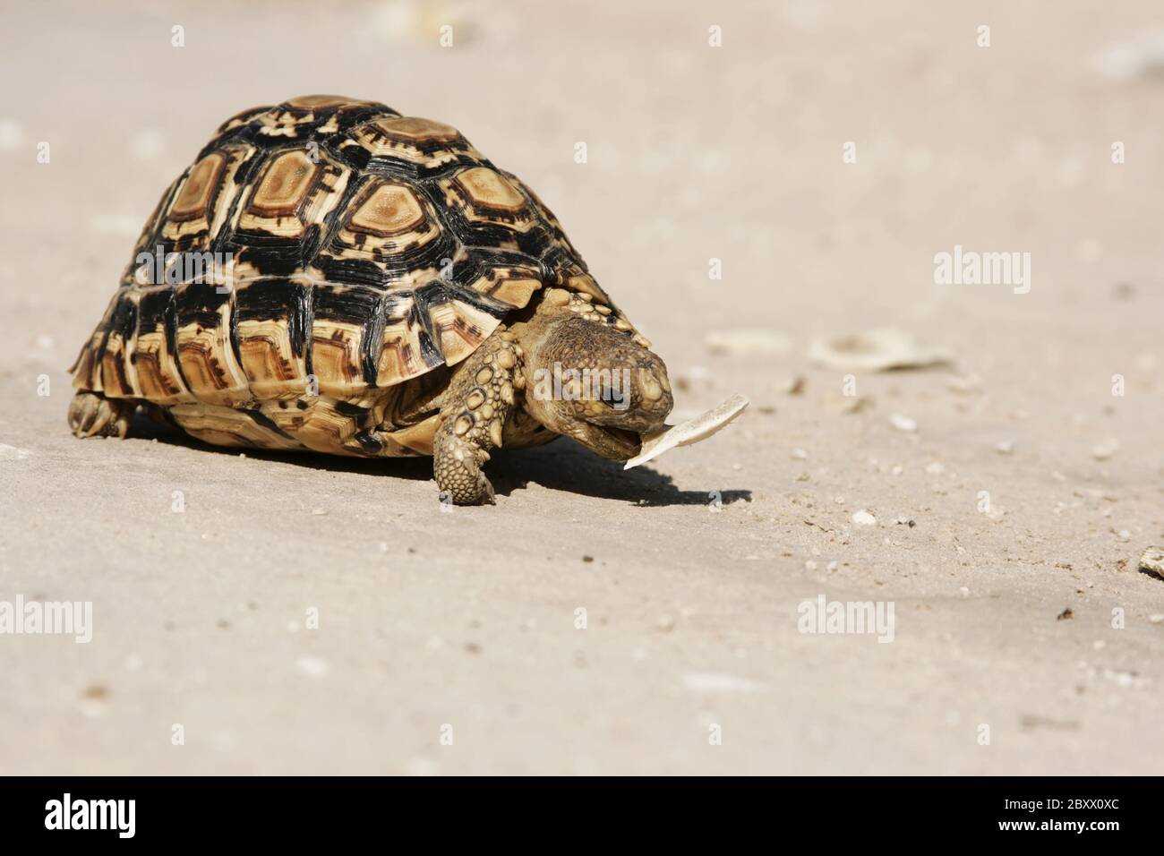 Leopard turtle, Kalahari, South Africa Stock Photo - Alamy