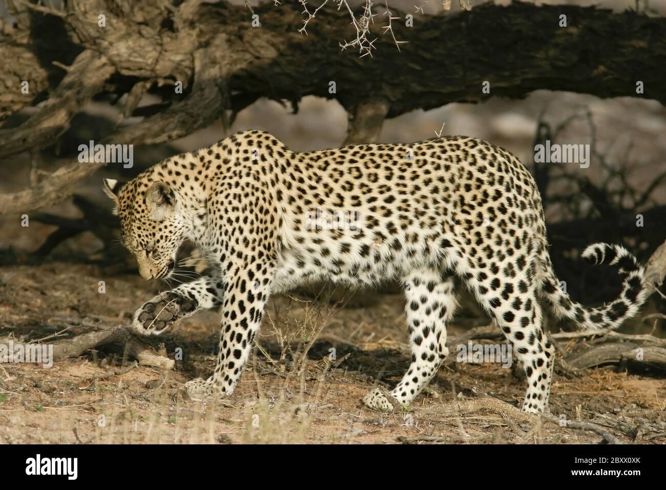 Leopard, Kalahari, South Africa Stock Photo - Alamy