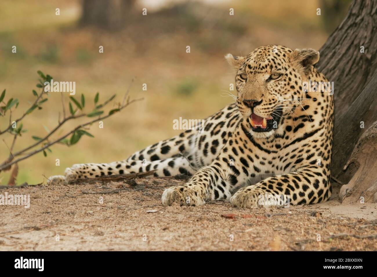 Leopard, Kalahari, South Africa Stock Photo - Alamy