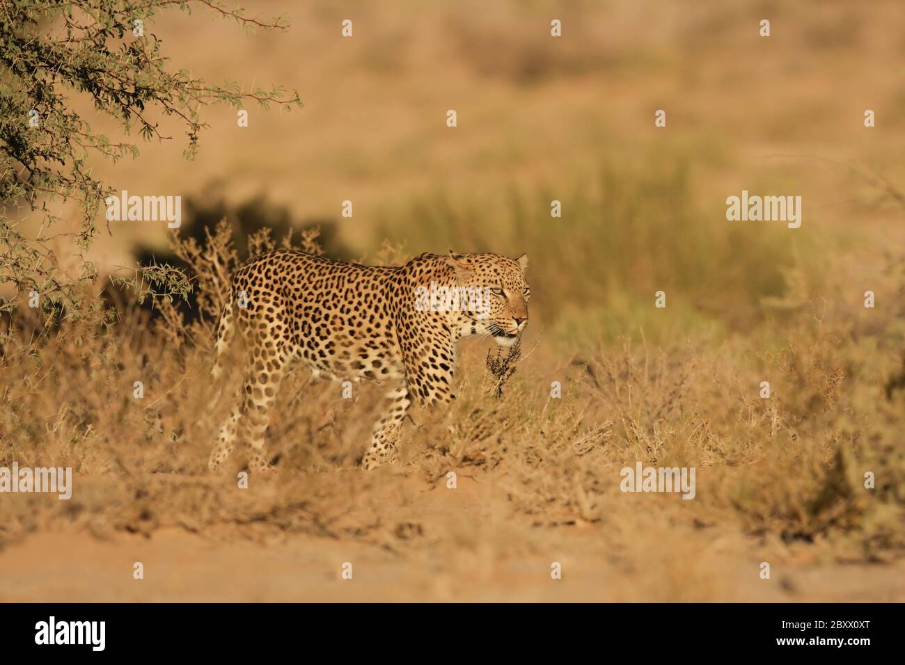 Leopard- moving - Kalahari-South Africa Stock Photo - Alamy