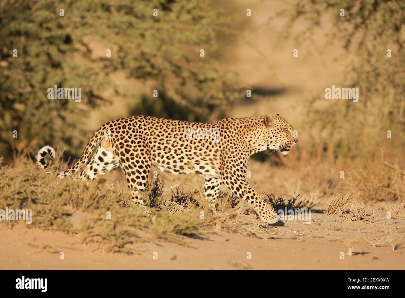 Kalahari l hi-res stock photography and images - Alamy