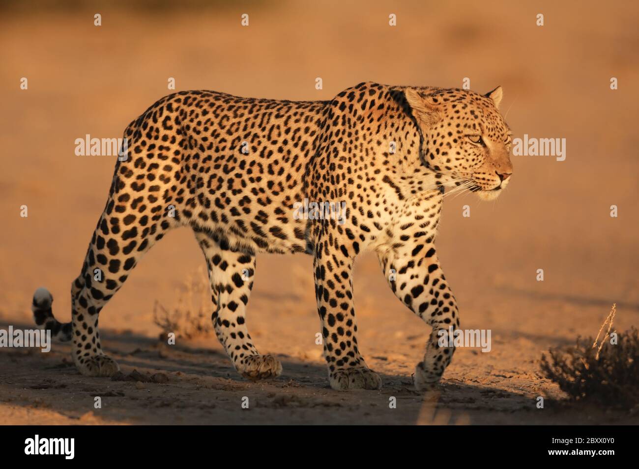 Leopard, Kalahari, South Africa Stock Photo - Alamy