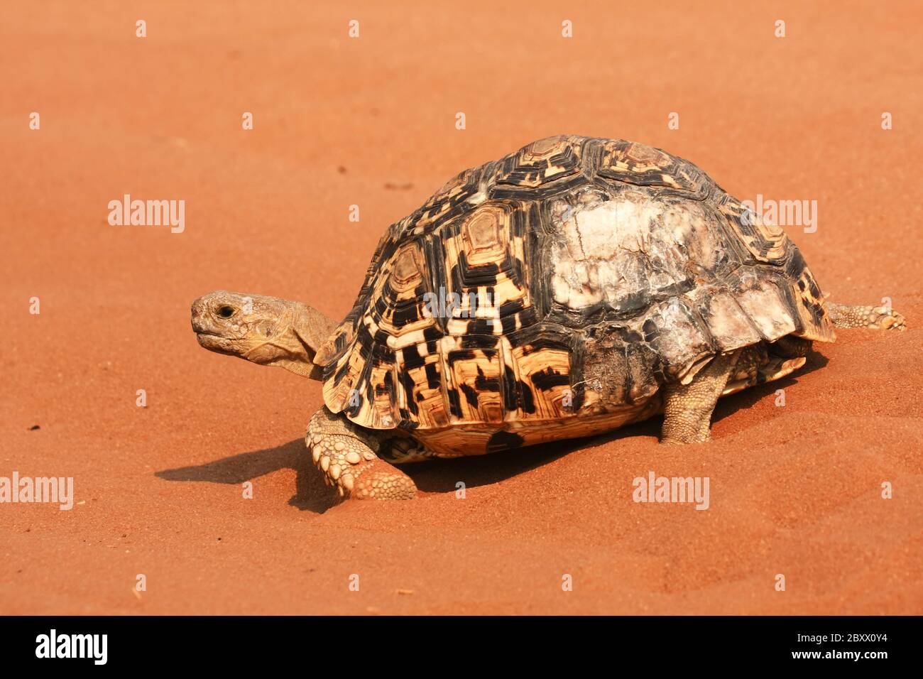 Leopard turtle, Kalahari, South Africa Stock Photo - Alamy