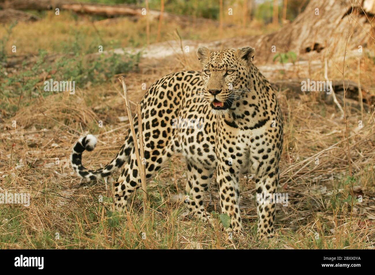 Leopard, Kalahari, South Africa Stock Photo - Alamy