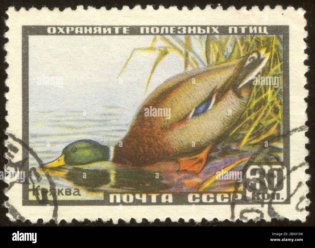 The scanned stamp. The Soviet stamp. The duck floats on the river Stock ...