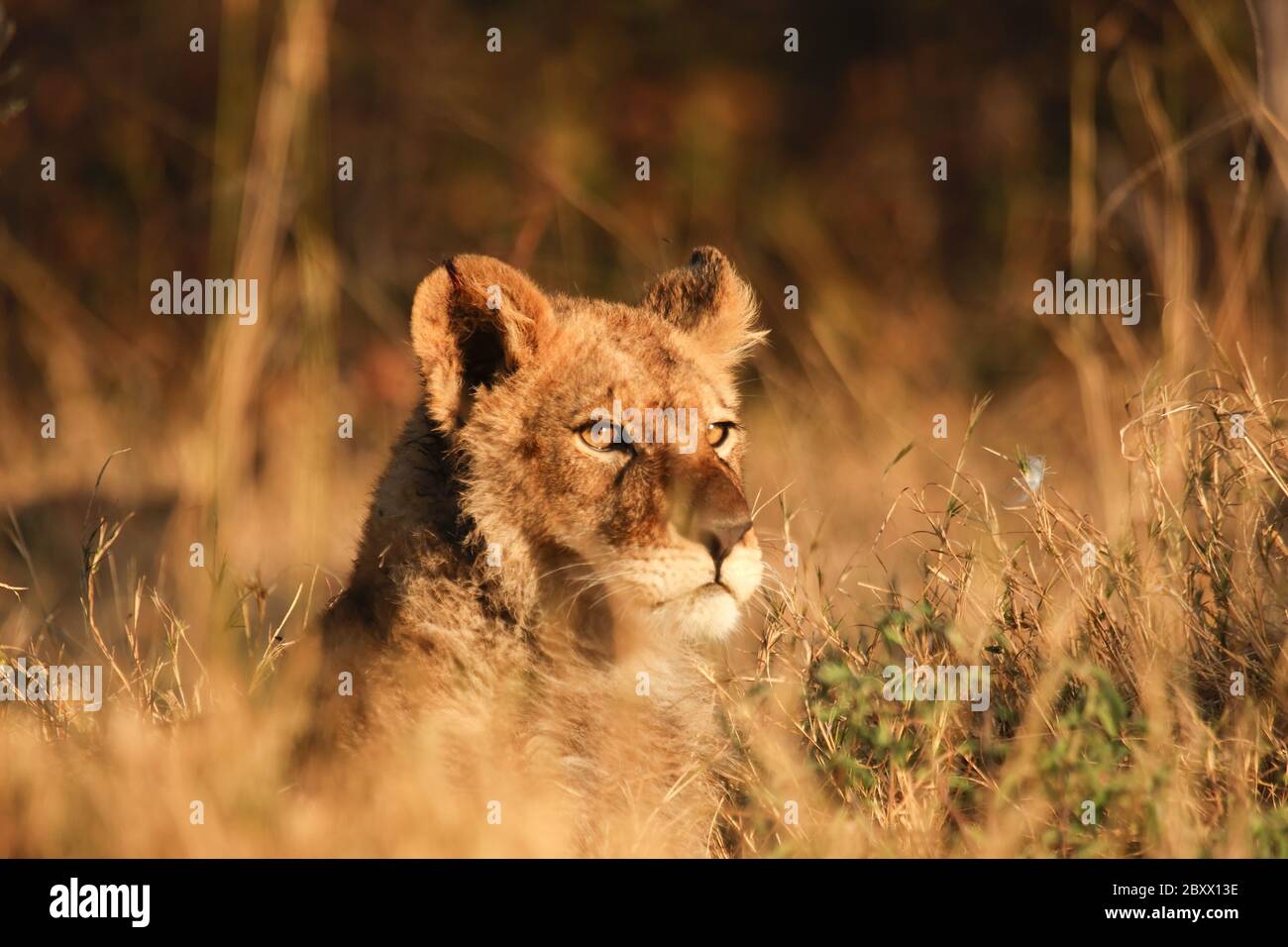 Baby lion close up portrait hi-res stock photography and images - Alamy