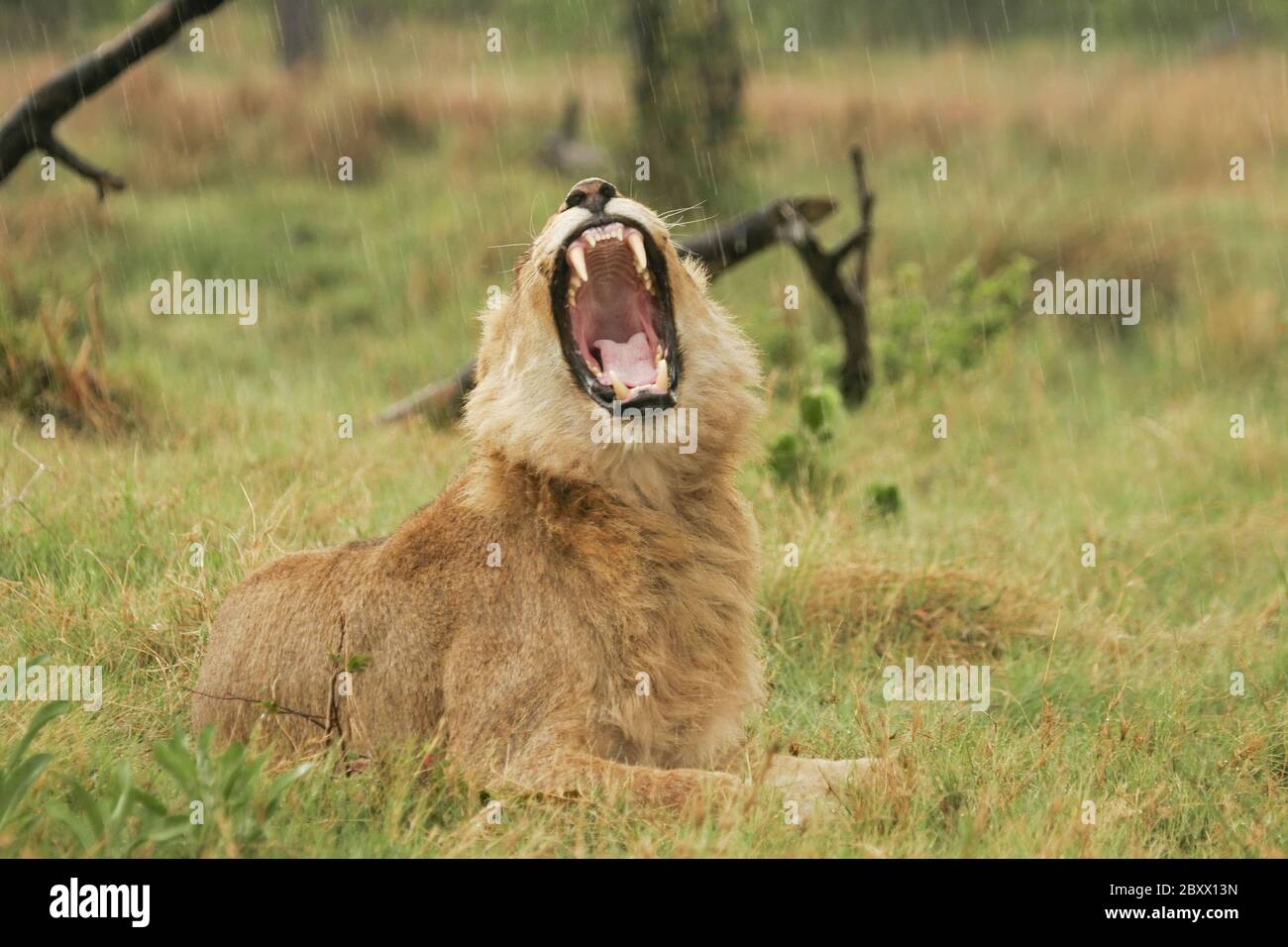 Lion - rain Stock Photo - Alamy