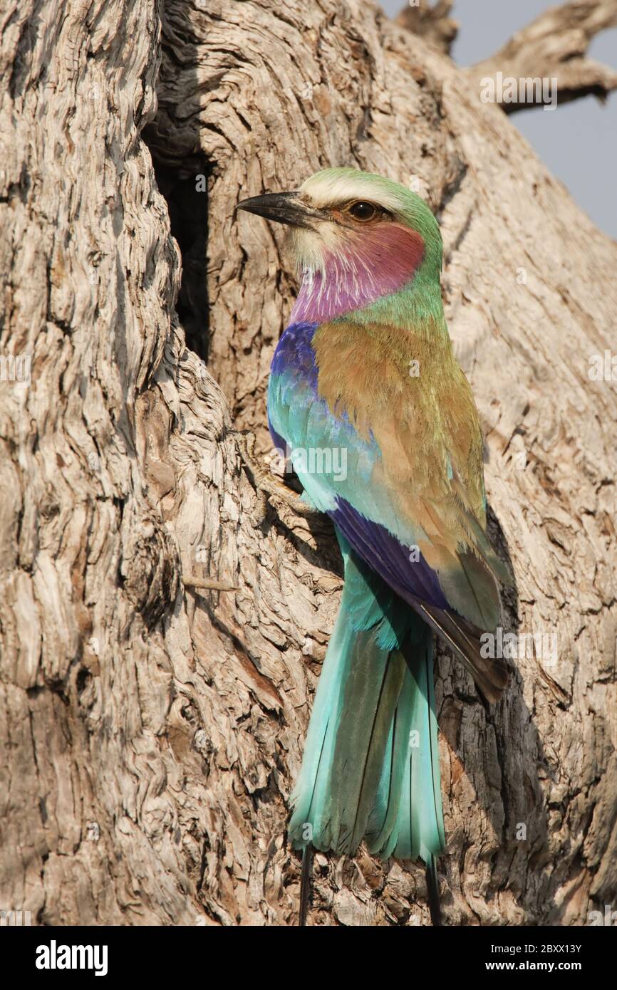 Flying lilac breasted roller hi-res stock photography and images - Alamy