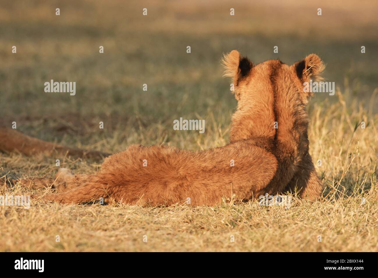 resting lion cubs - resting lion cub Stock Photo - Alamy