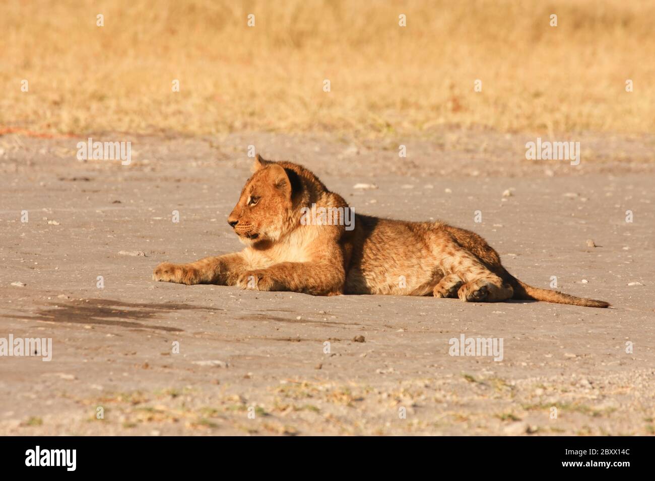 resting lion cubs - resting lion cub Stock Photo - Alamy
