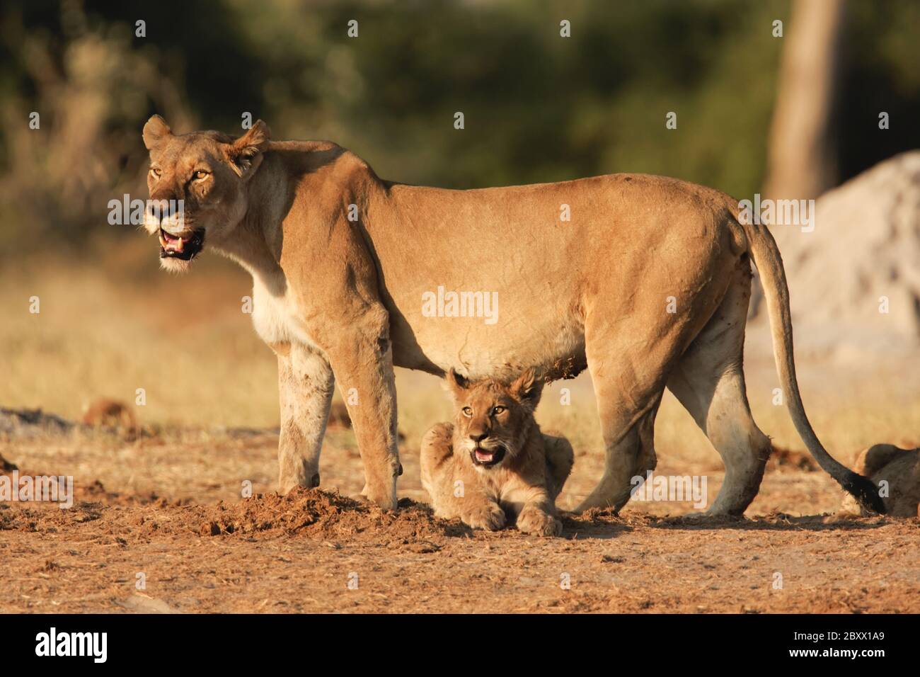 Lioness and cubs hi-res stock photography and images - Alamy