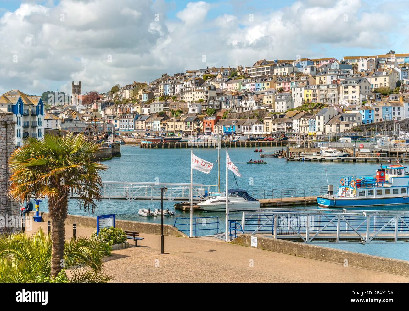 Torbay palm tree hi-res stock photography and images - Alamy