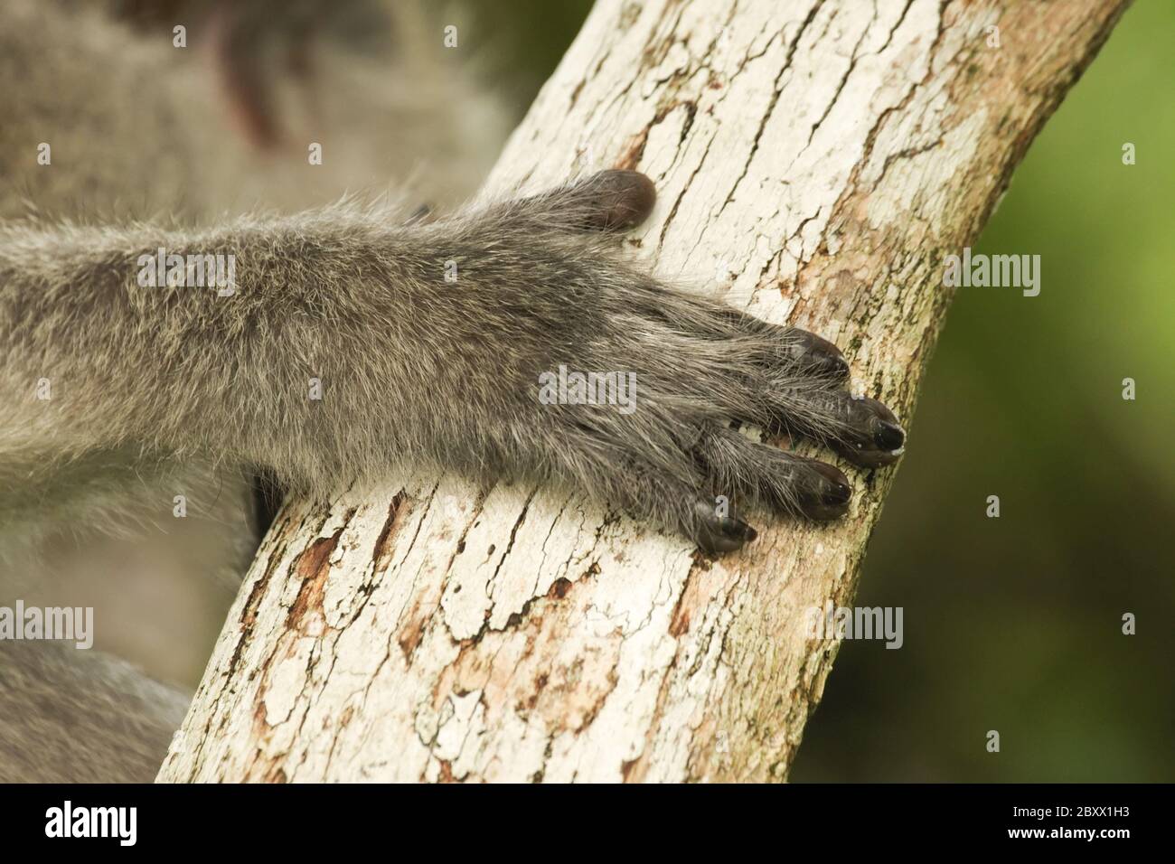 Cynomolgus macaque hi-res stock photography and images - Alamy