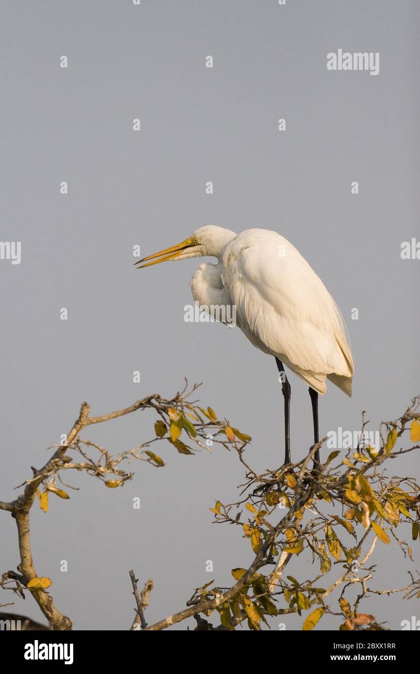 Australian intermediate egrets hi-res stock photography and images - Alamy