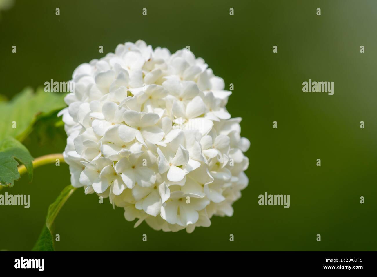 Close up of flowers on a viburnum opulus shrub Stock Photo - Alamy